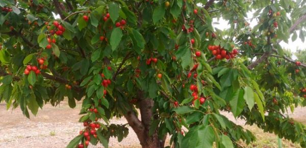 How red cherries are good for our health